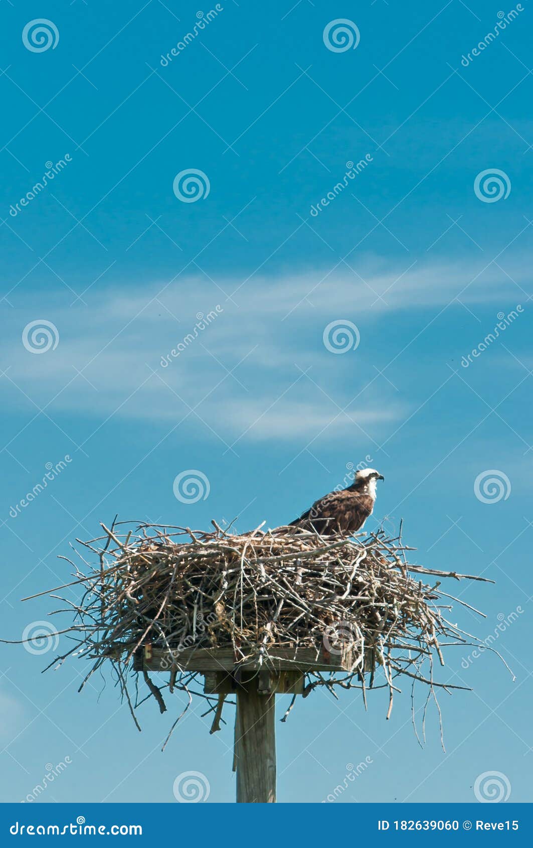 Osprey, Raptor, Sitting on Eggs in a Tropical Nest Stock Photo - Image ...