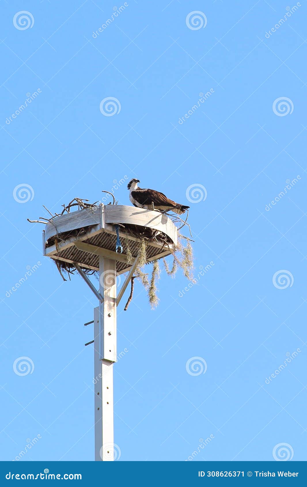 Osprey Returning To Nest on an Artificial Platform on Top of Utility ...