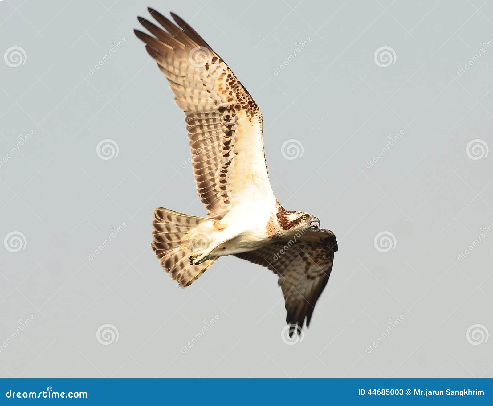 Osprey, Sea Hawk, Fish Eagle Stock Image - Image of haliaeetus ...