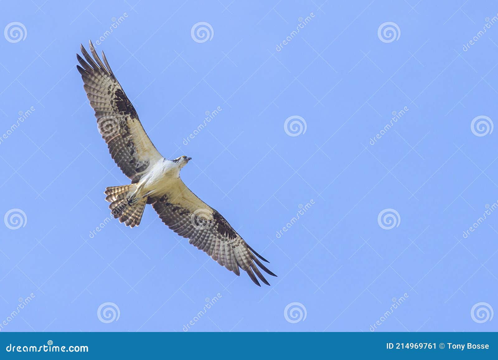 Osprey, Seahawk Hovering Up in the Sky Stock Image - Image of blue ...