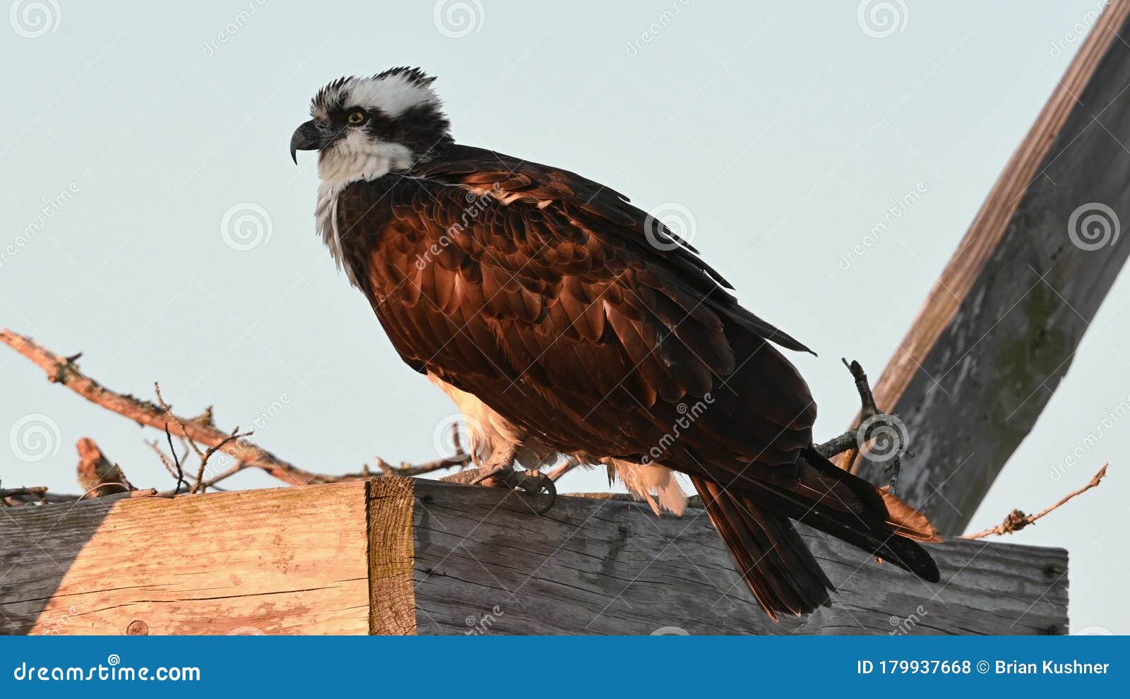 Osprey Sitting on Nest Box. Stock Footage - Video of pandion, female ...
