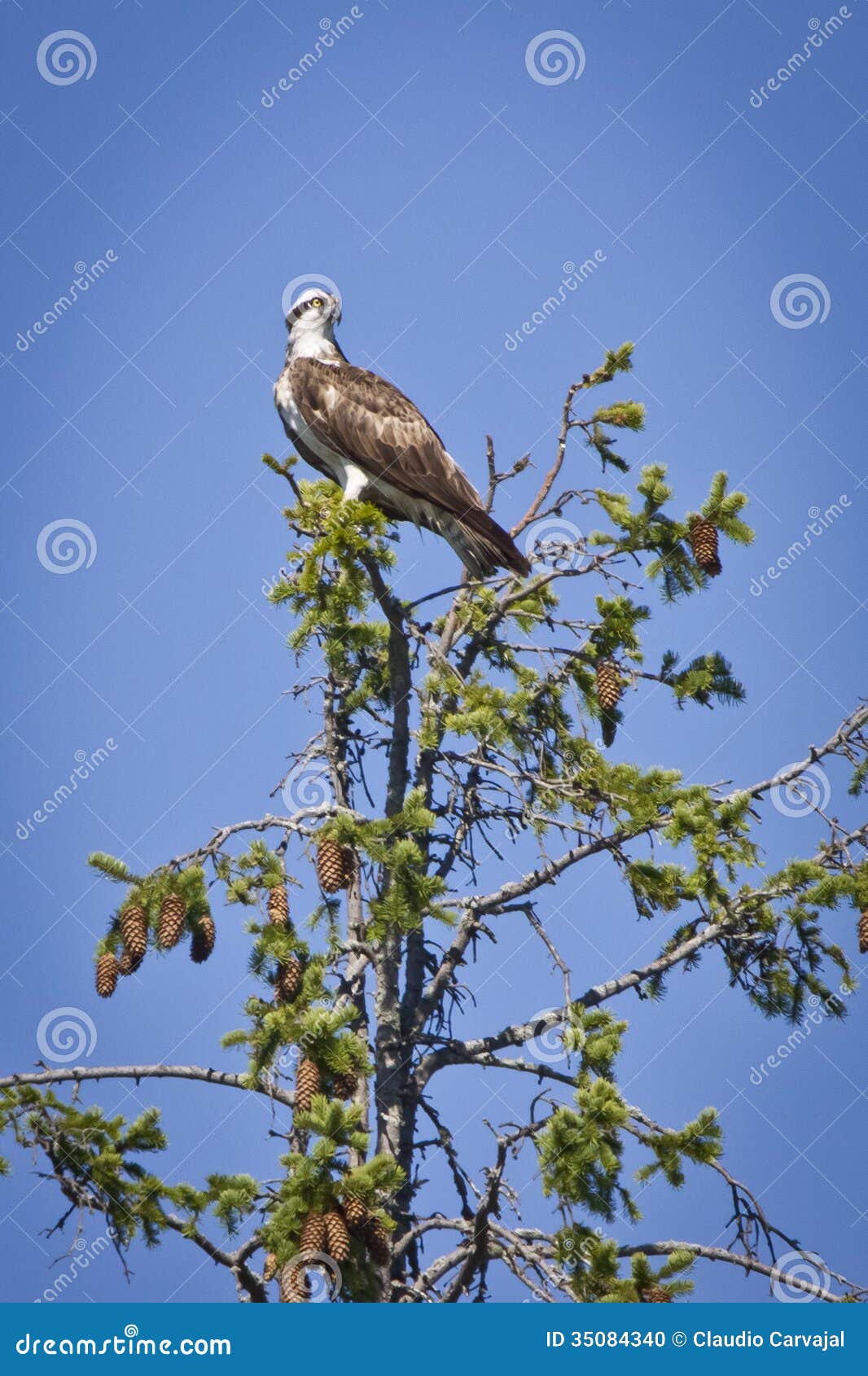 Osprey Sitting on Top of Tree Stock Photo - Image of tree, branches ...