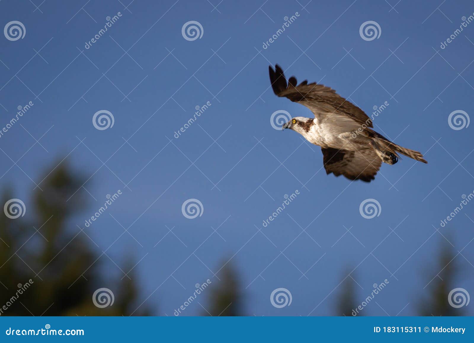 Osprey soaring up stock image. Image of osprey, pandion - 183115311