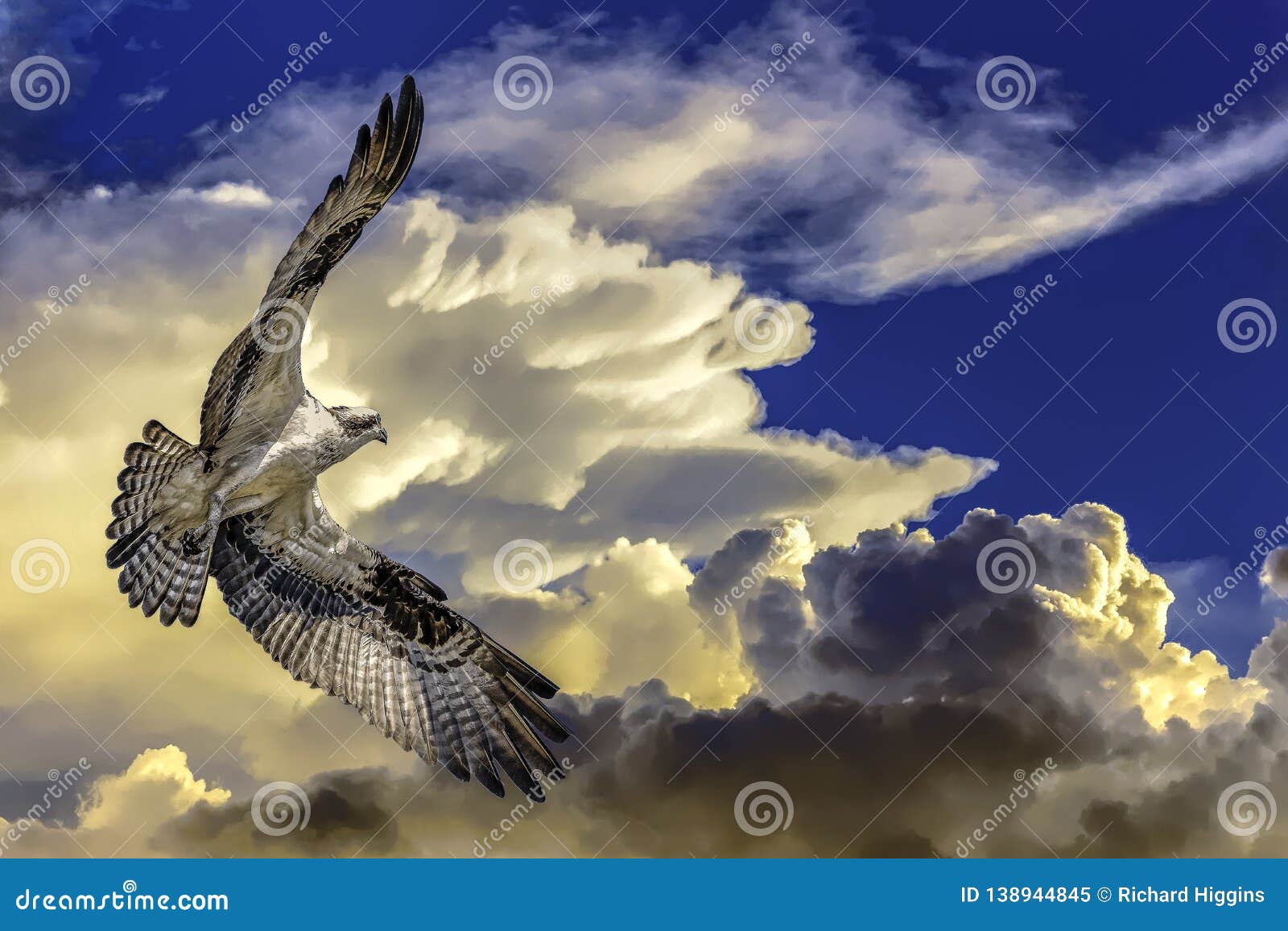 An Osprey Soaring in the Wind Stock Image - Image of composition ...