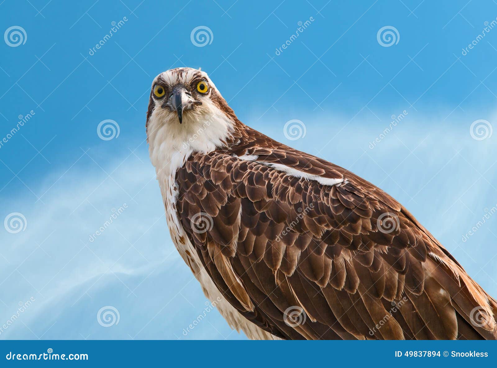 Osprey Staring stock photo. Image of eyes, osprey, ornithology - 49837894