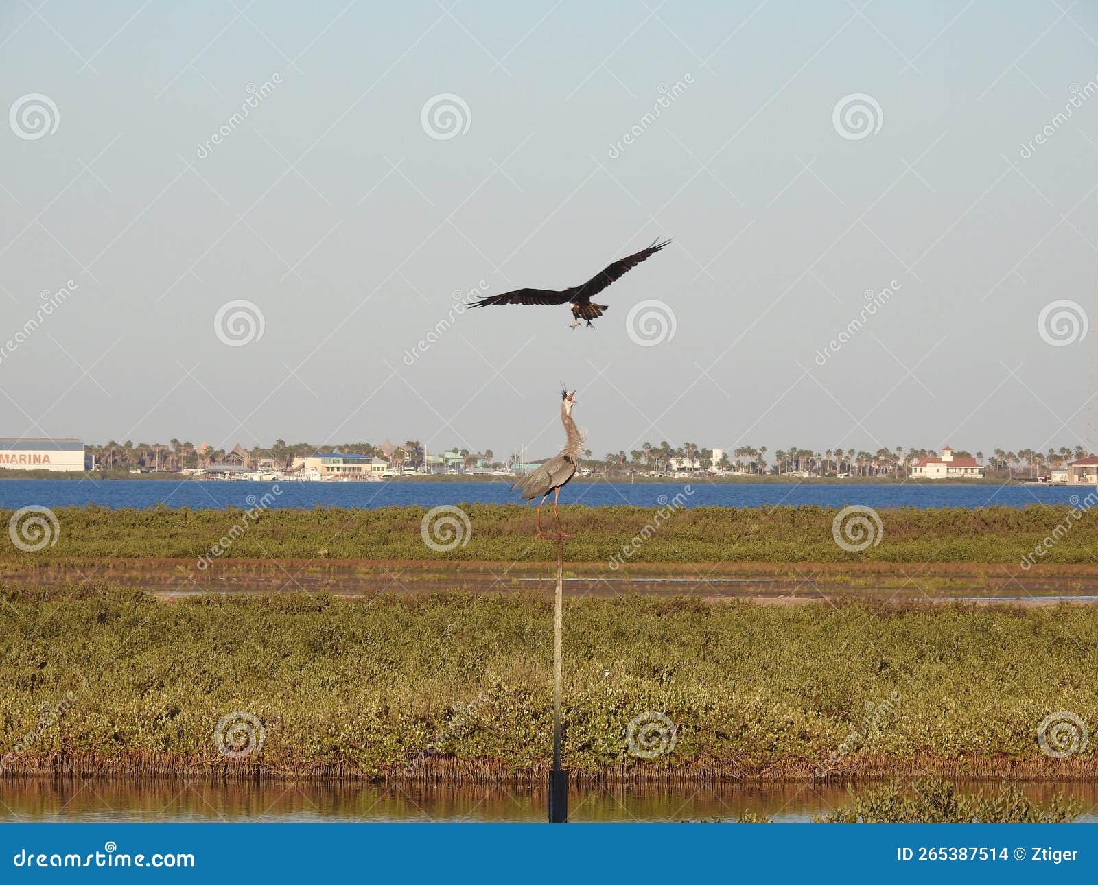 Osprey Swooping Down on Great Blue Heron Stock Photo - Image of heron ...