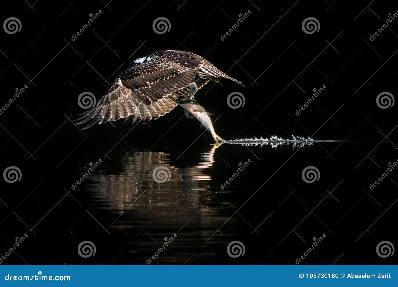 Osprey Takeoff IV stock photo. Image of fish, prey, bird - 105730180