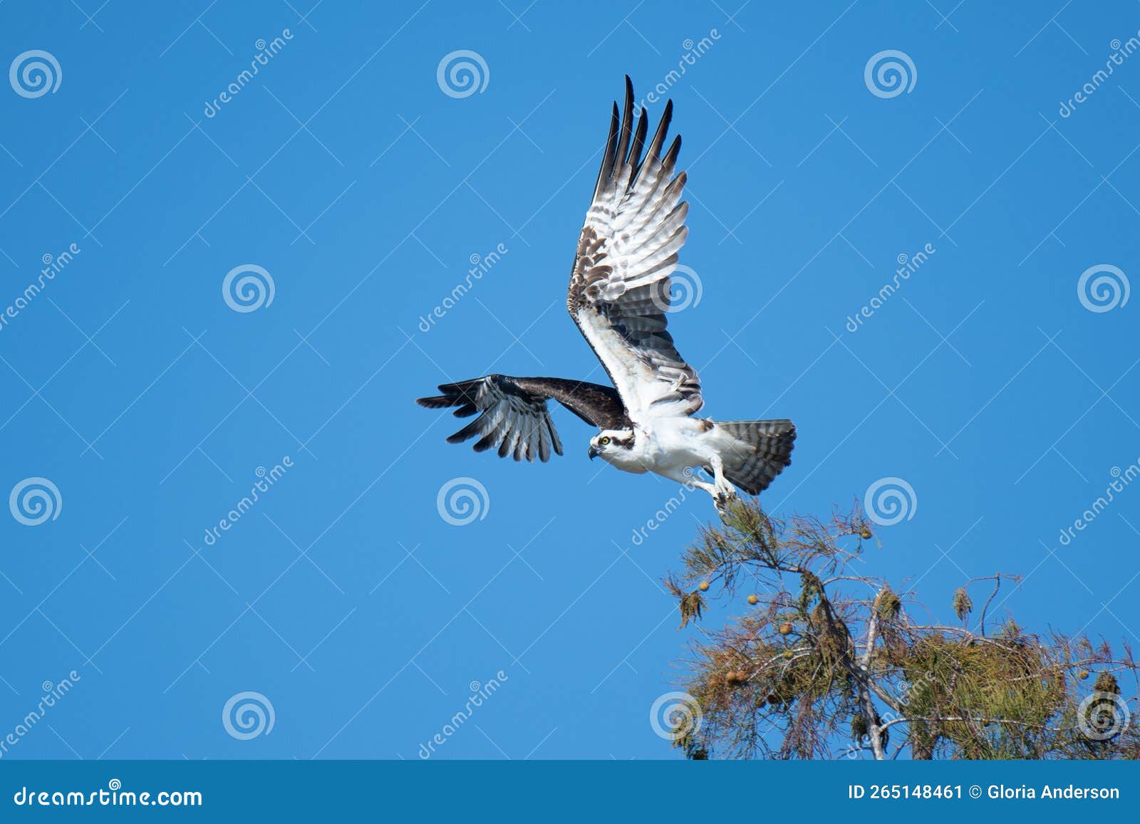 Osprey Taking Flight from a Tree Top Stock Image - Image of lighting ...