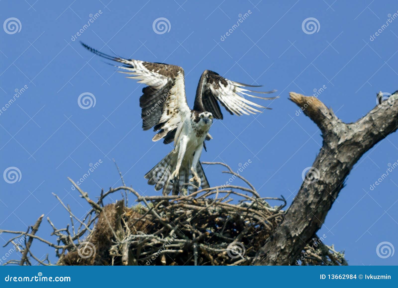 Osprey Taking Off the Nest. Stock Photo - Image of predator, haliaetus ...