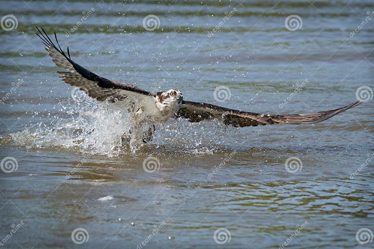 Osprey Taking Off stock image. Image of flight, horizontal - 333128397
