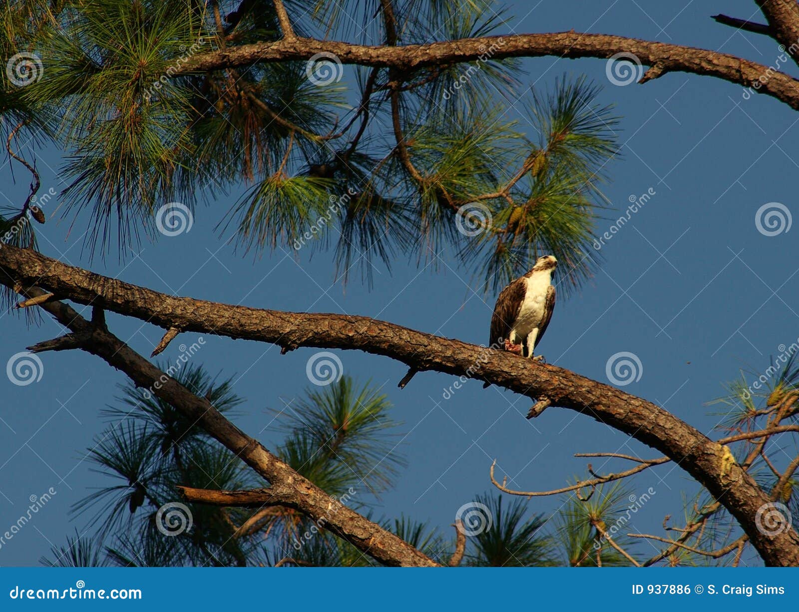 Osprey in Tree stock photo. Image of green, nature, florida - 937886