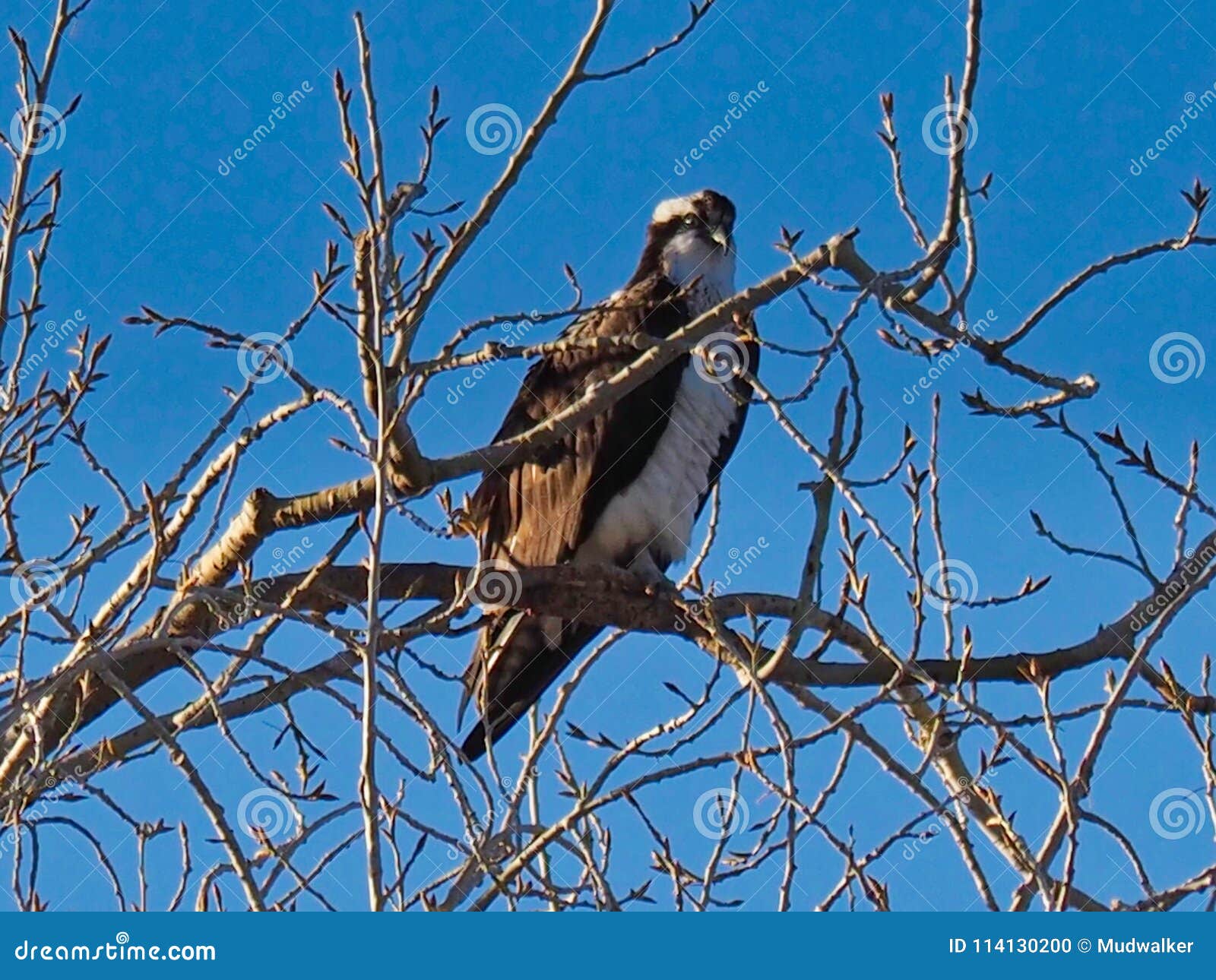 Osprey in Tree stock photo. Image of tree, bird, raptor - 114130200
