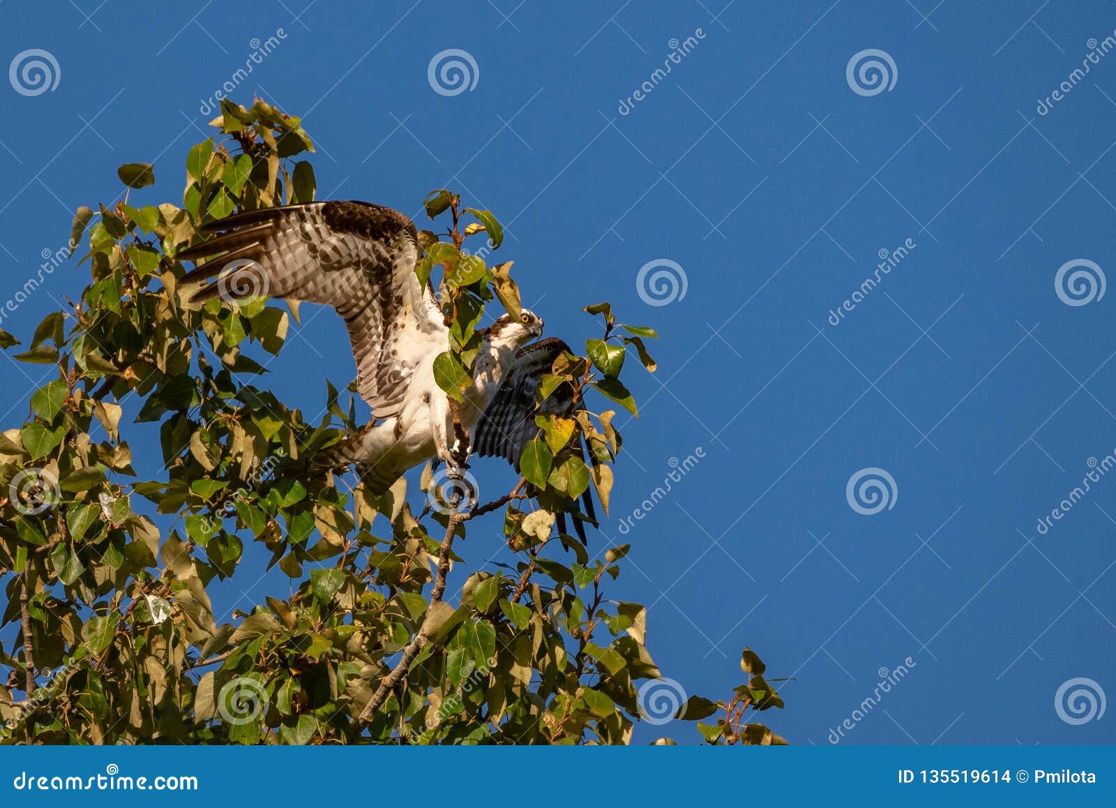 Osprey in Tree Up in the Sky Stock Photo - Image of travel, leaf: 135519614