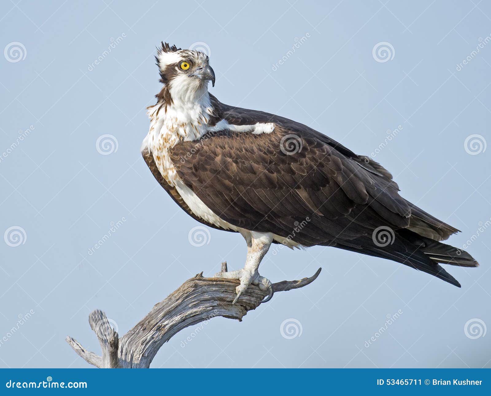 Osprey on tree branch stock image. Image of osprey, flight - 53465711