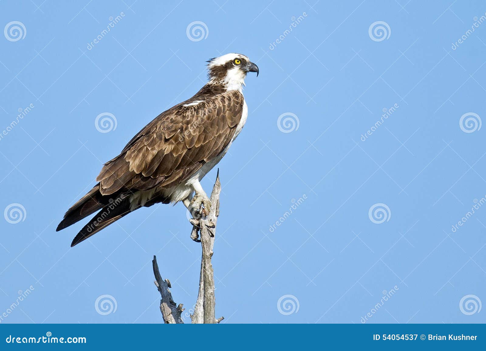 Osprey on tree branch stock image. Image of ornithology - 54054537