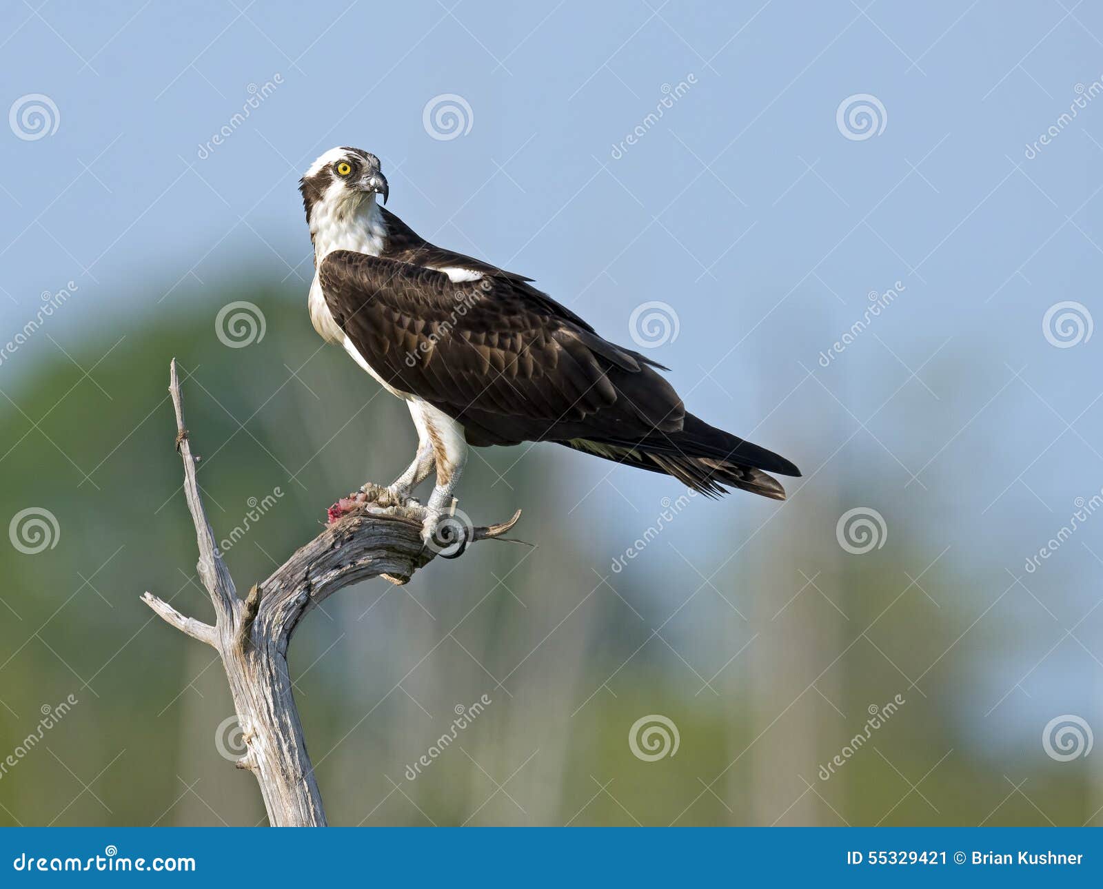 Osprey on tree branch stock image. Image of america, bird - 55329421