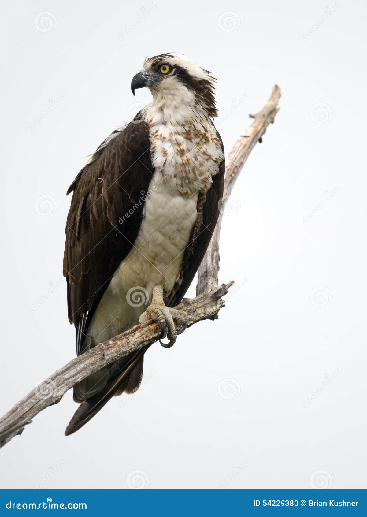 Osprey on tree branch stock photo. Image of bird, branch - 54229380