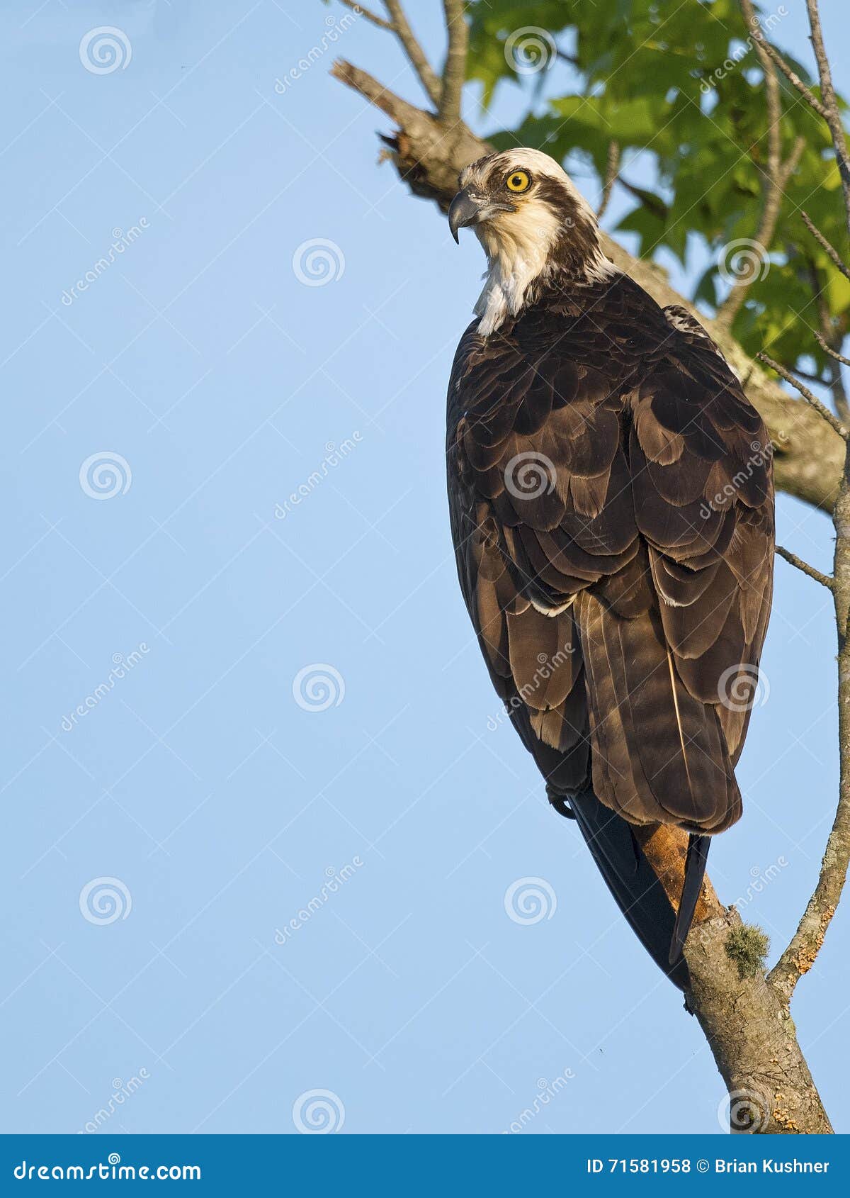 Osprey on tree branch stock photo. Image of osprey, animal - 71581958