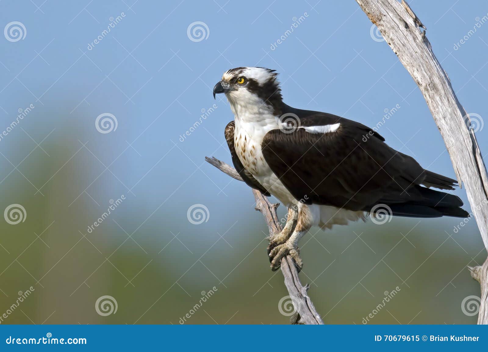Osprey on tree branch stock image. Image of dead, branches - 70679615