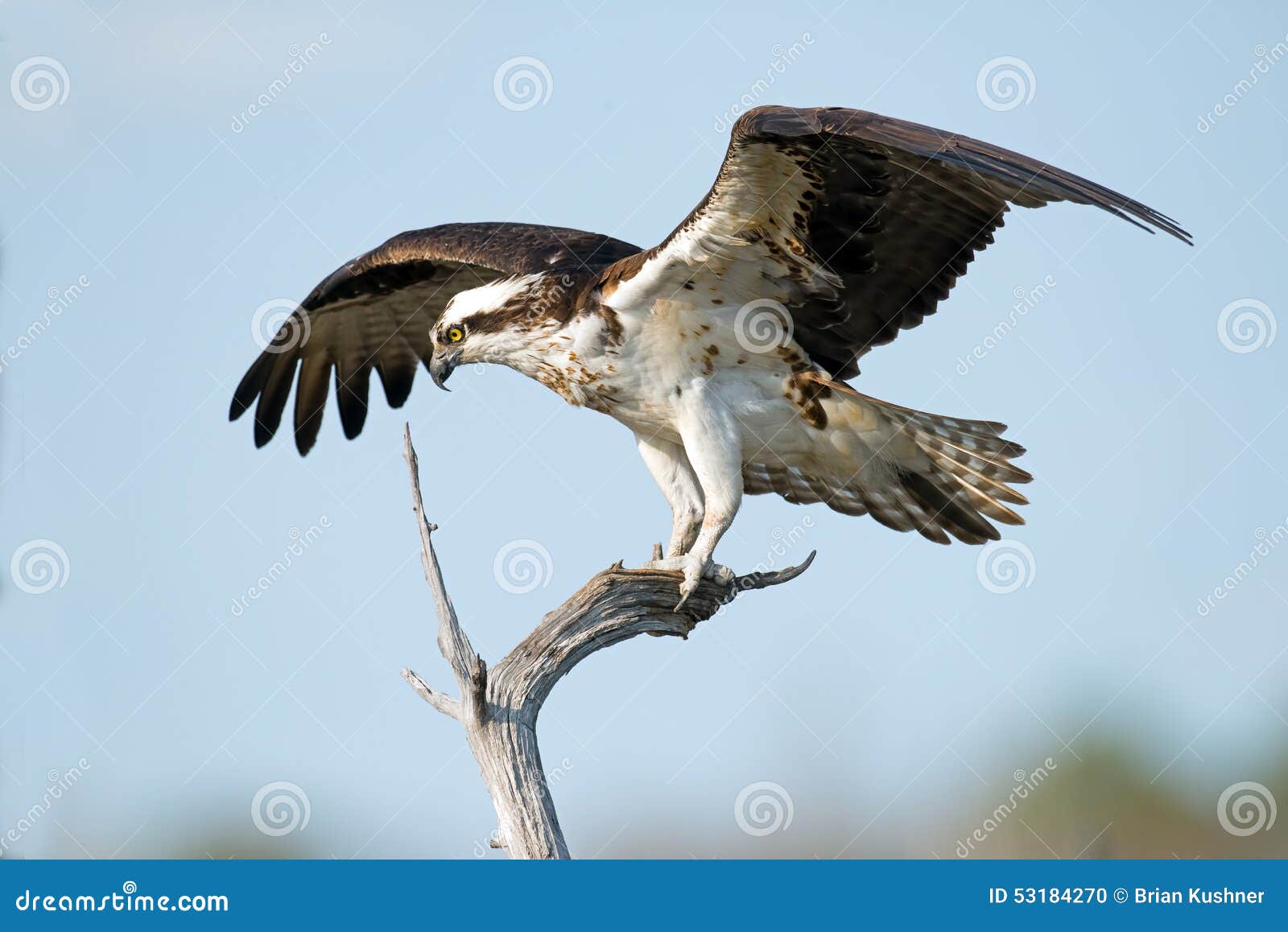 Osprey on Tree Branch Wings Spread Stock Photo - Image of landscape ...