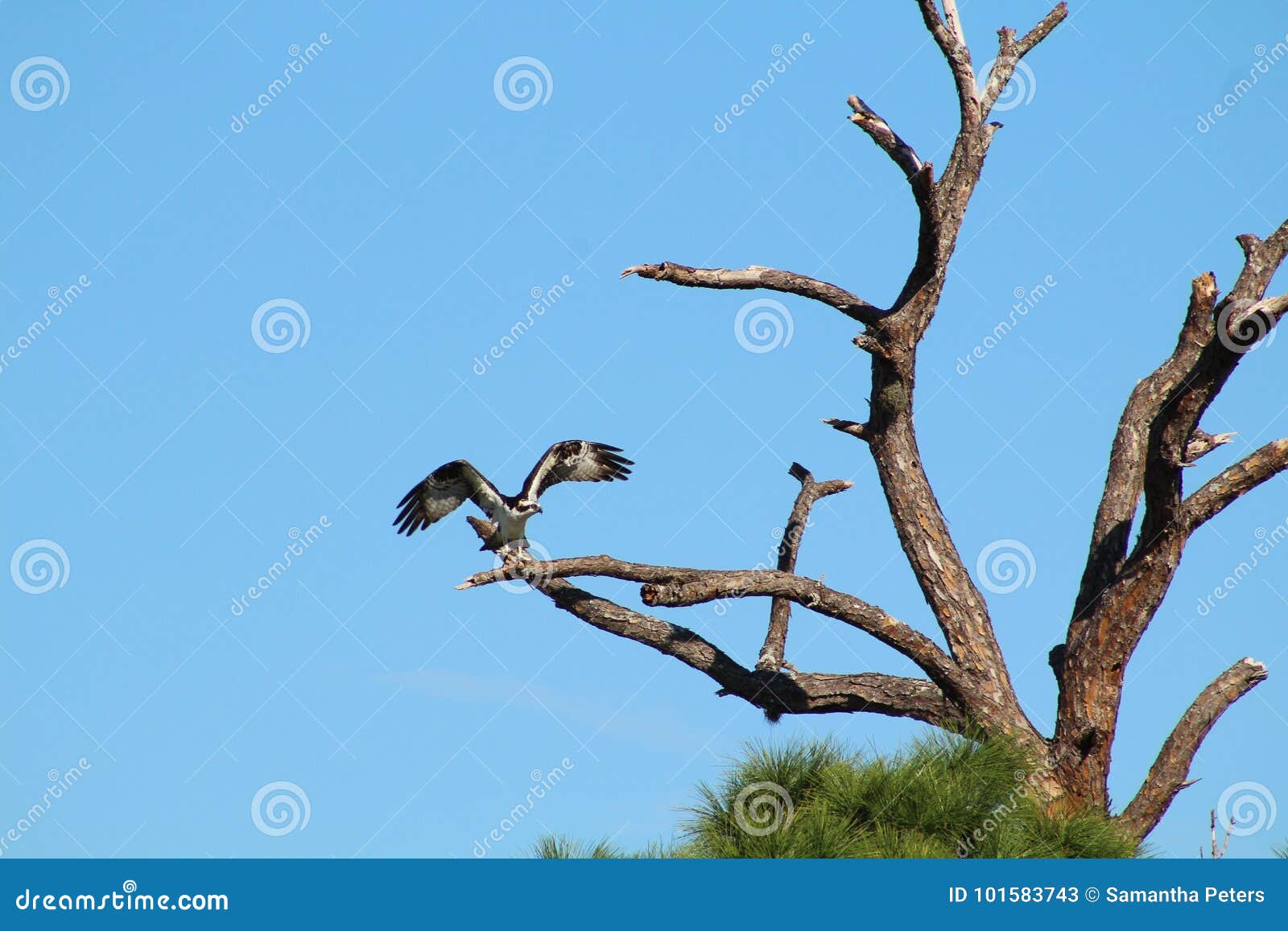 Osprey Tree stock image. Image of desert, wingspan, tree - 101583743