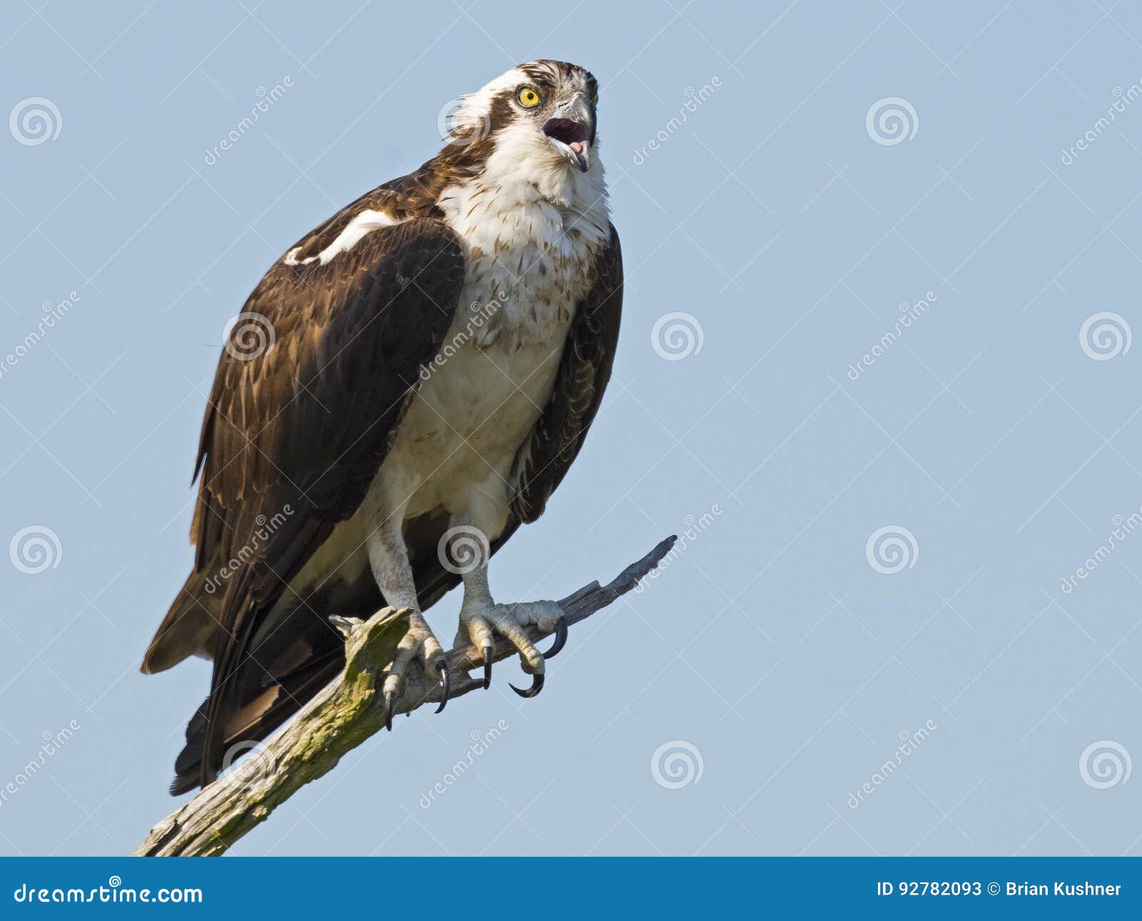 Osprey in Tree stock image. Image of birds, branch, color - 92782093