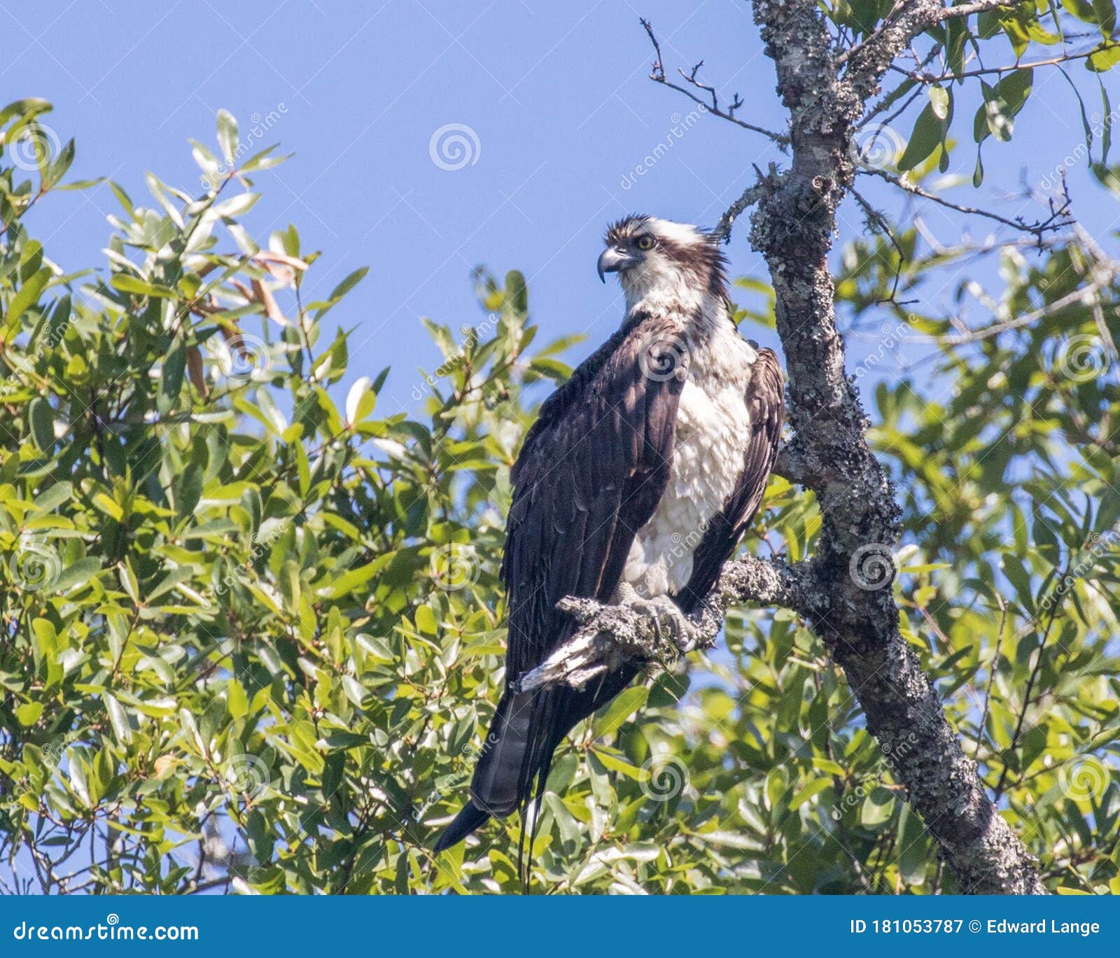Osprey in a tree stock image. Image of people, blue - 181053787