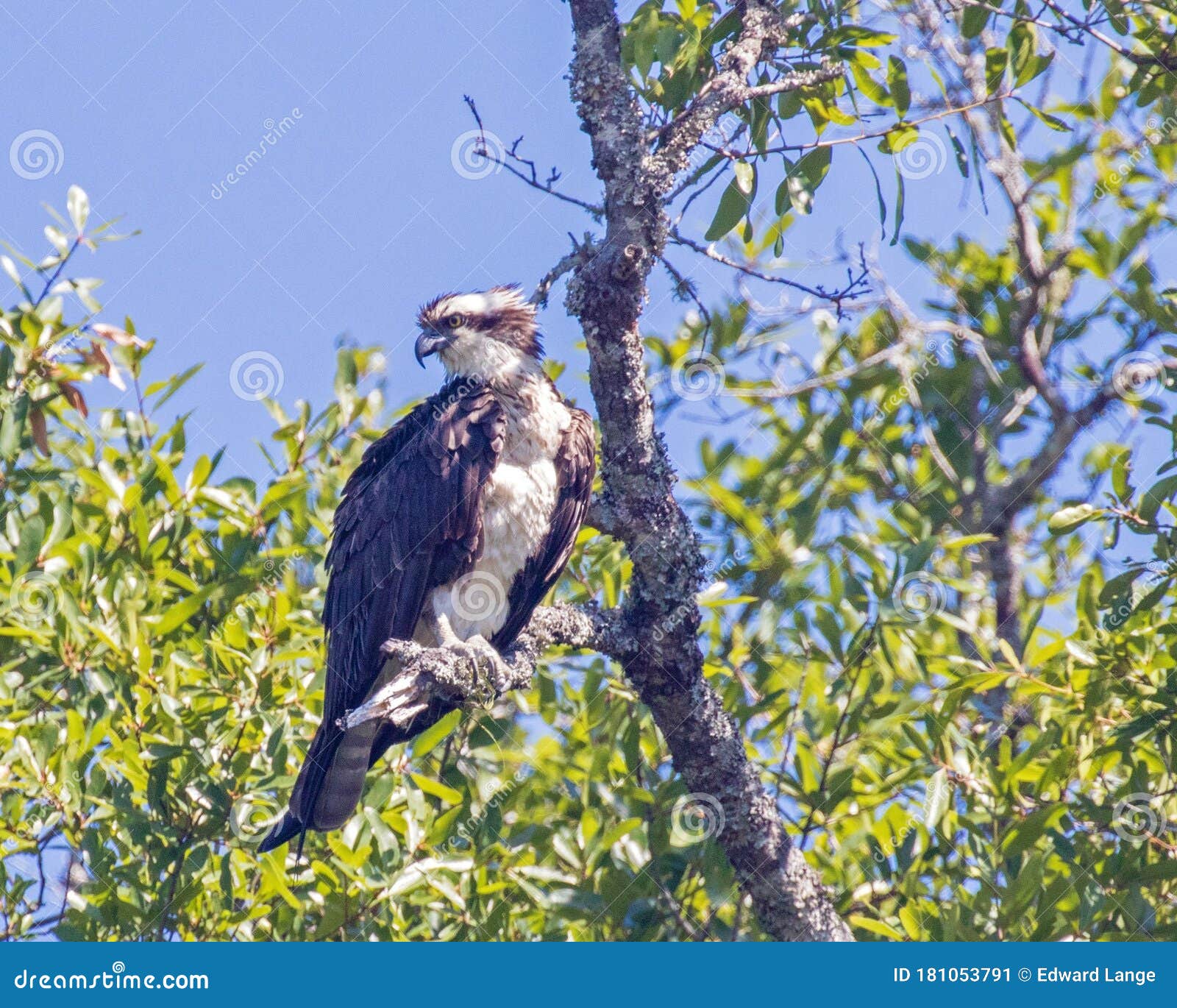 Osprey in a tree stock image. Image of carolina, feathers - 181053791