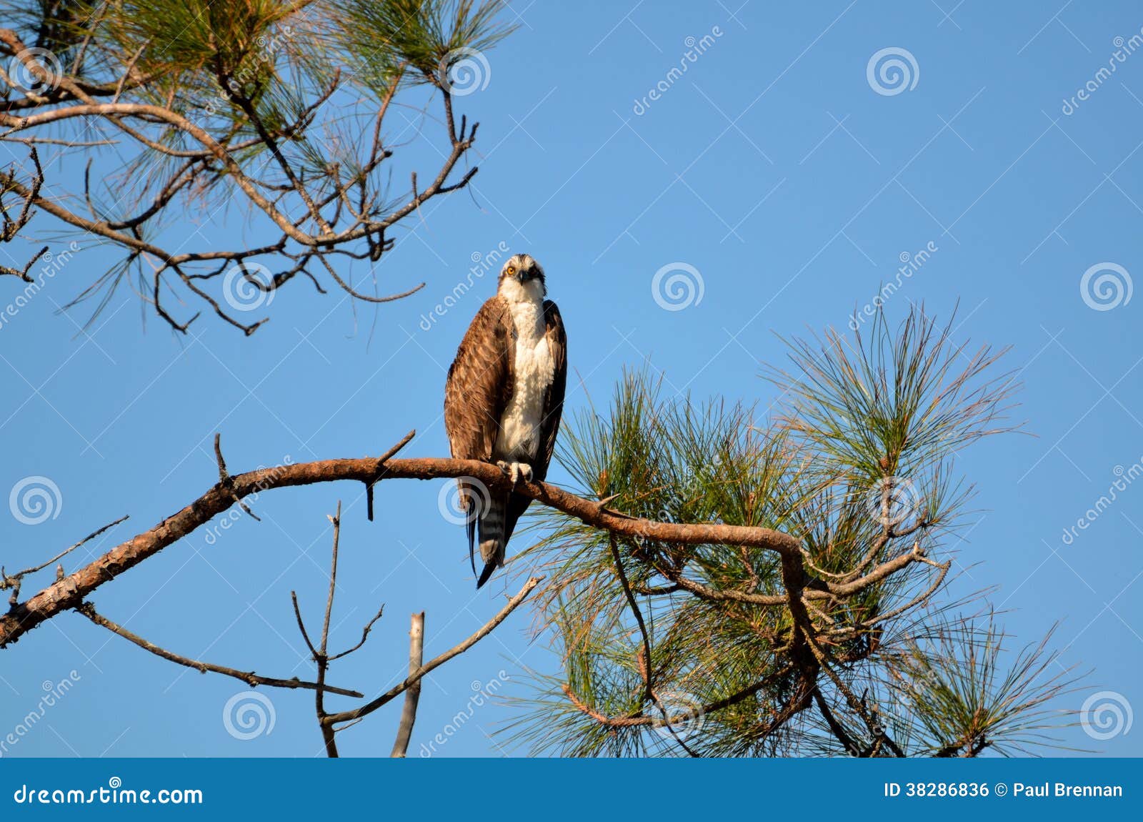 Osprey on tree stock photo. Image of wildlife, fishing - 38286836