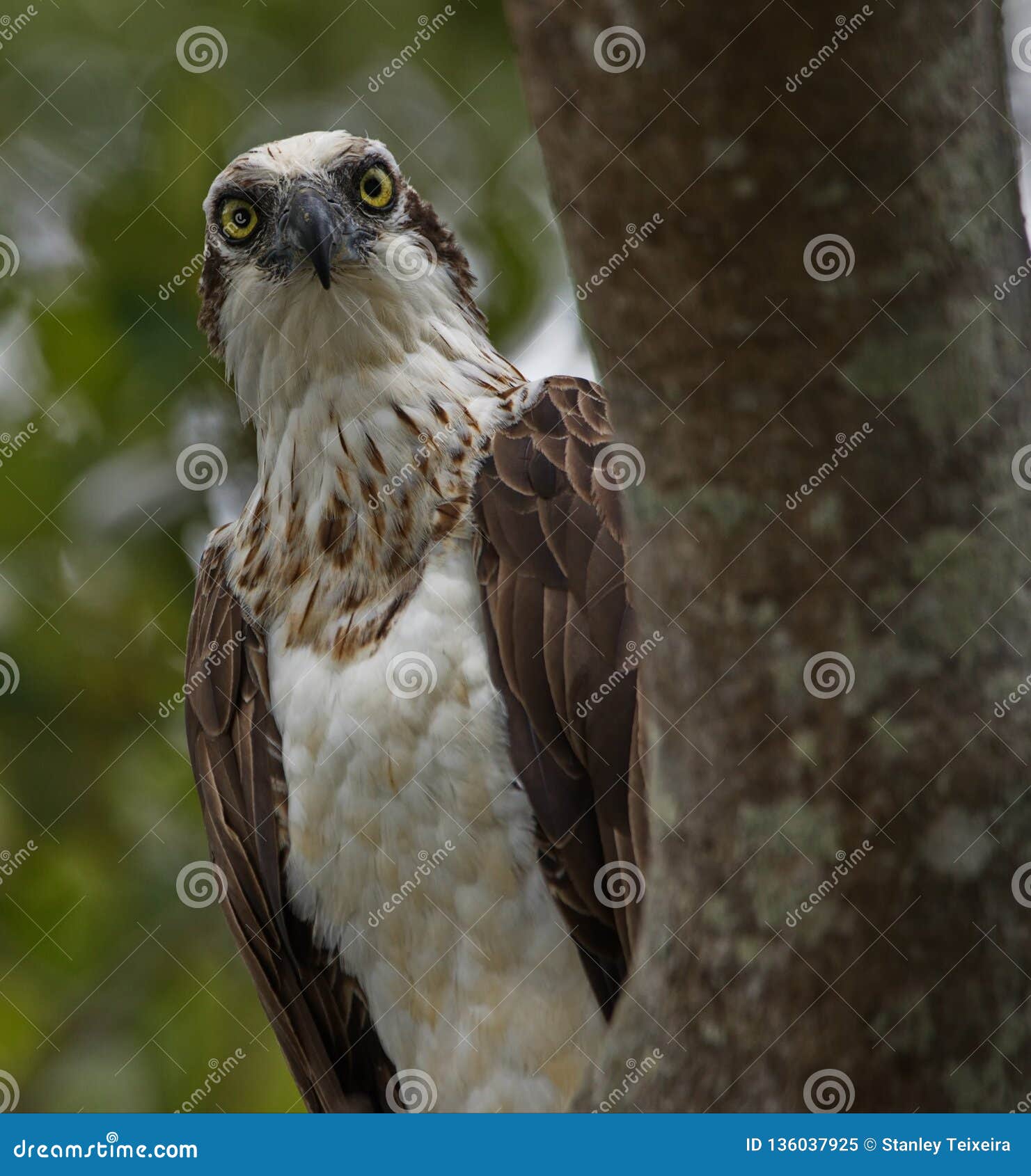 Osprey stock image. Image of osprey, tree, nature, watching - 136037925