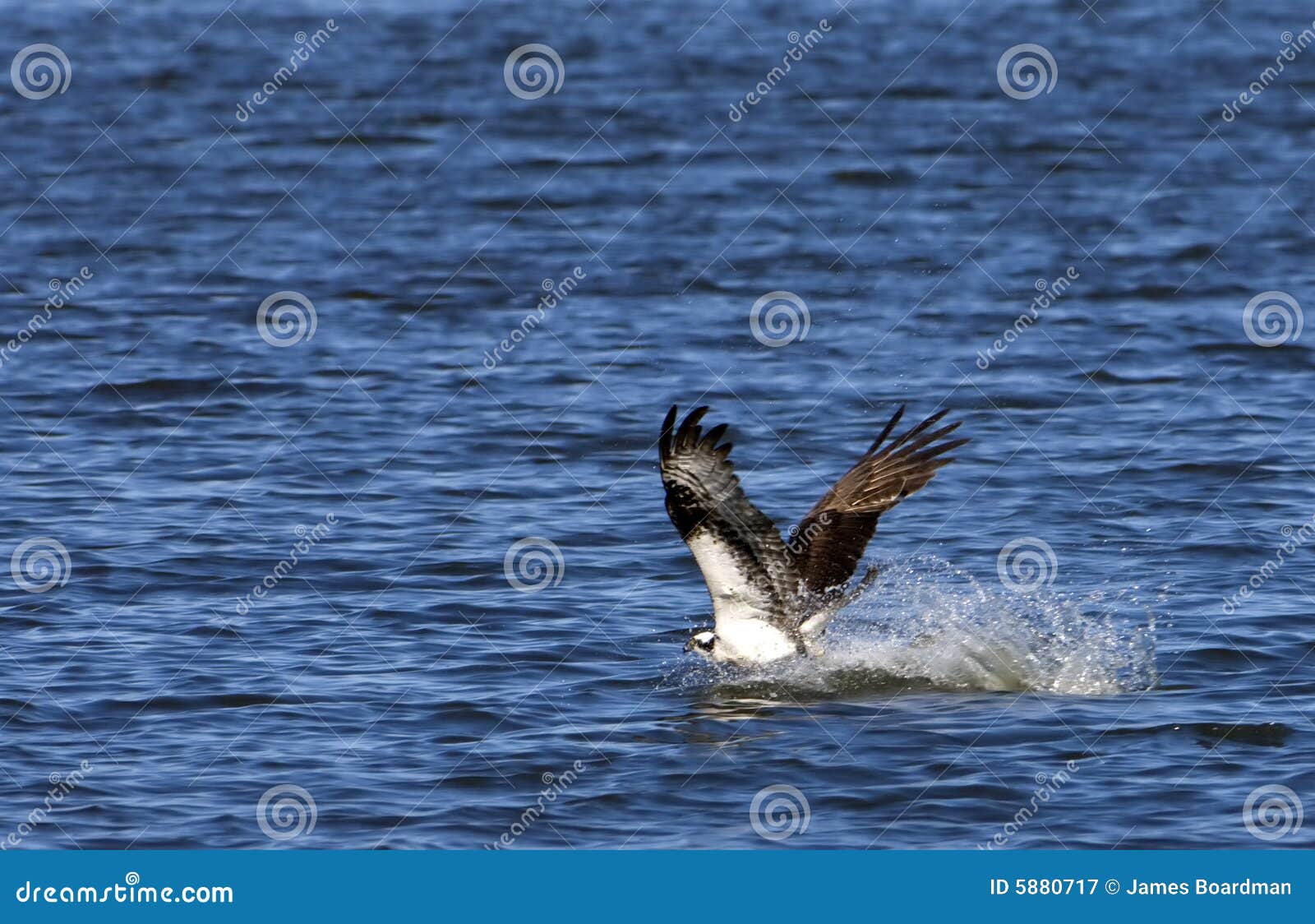 Osprey in water fishing stock image. Image of contact - 5880717