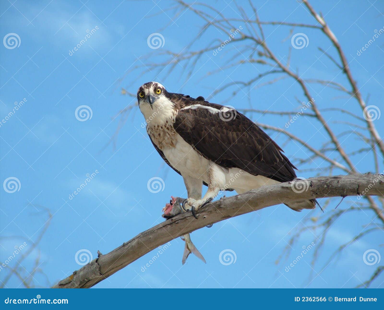 Osprey, in the wild stock photo. Image of talons, claws - 2362566