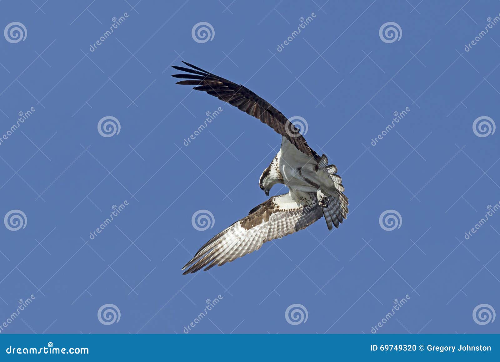 An Osprey With Wings Spread Out Wide Gets Ready To Land On A Nest That ...