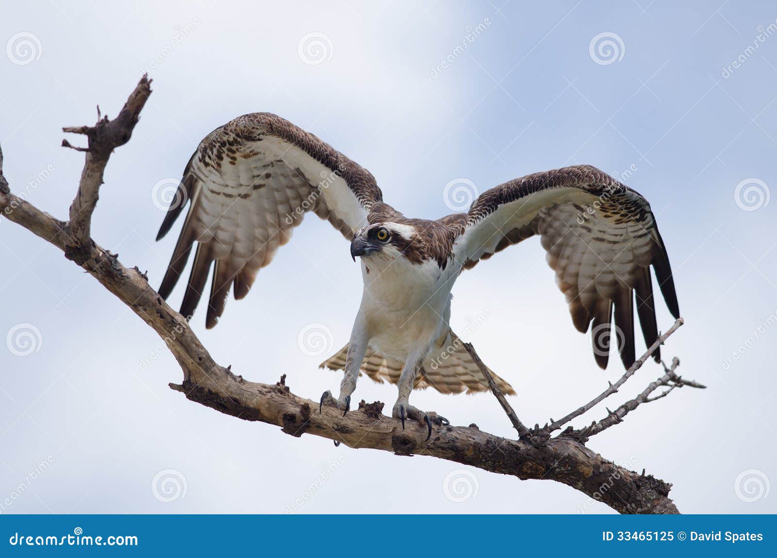 Osprey Wings up stock image. Image of nature, prey, wild - 33465125