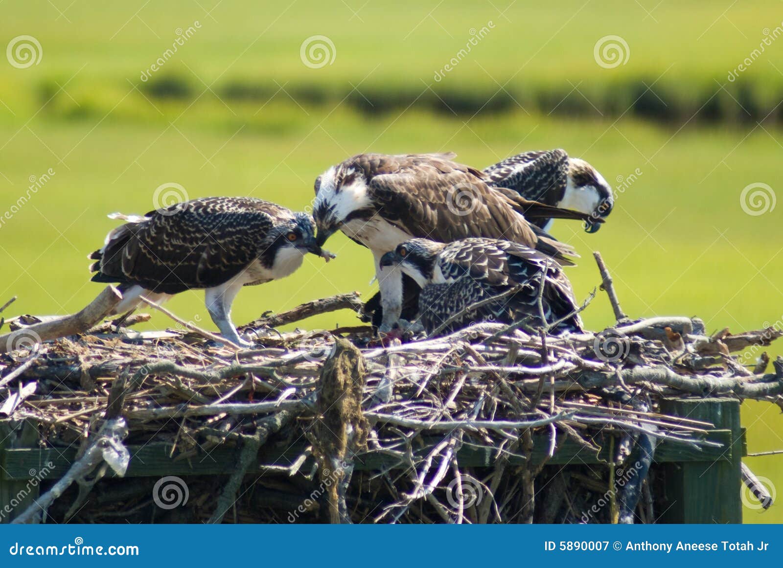 Ospreys (feeding) stock image. Image of animal, bird, marsh - 5890007
