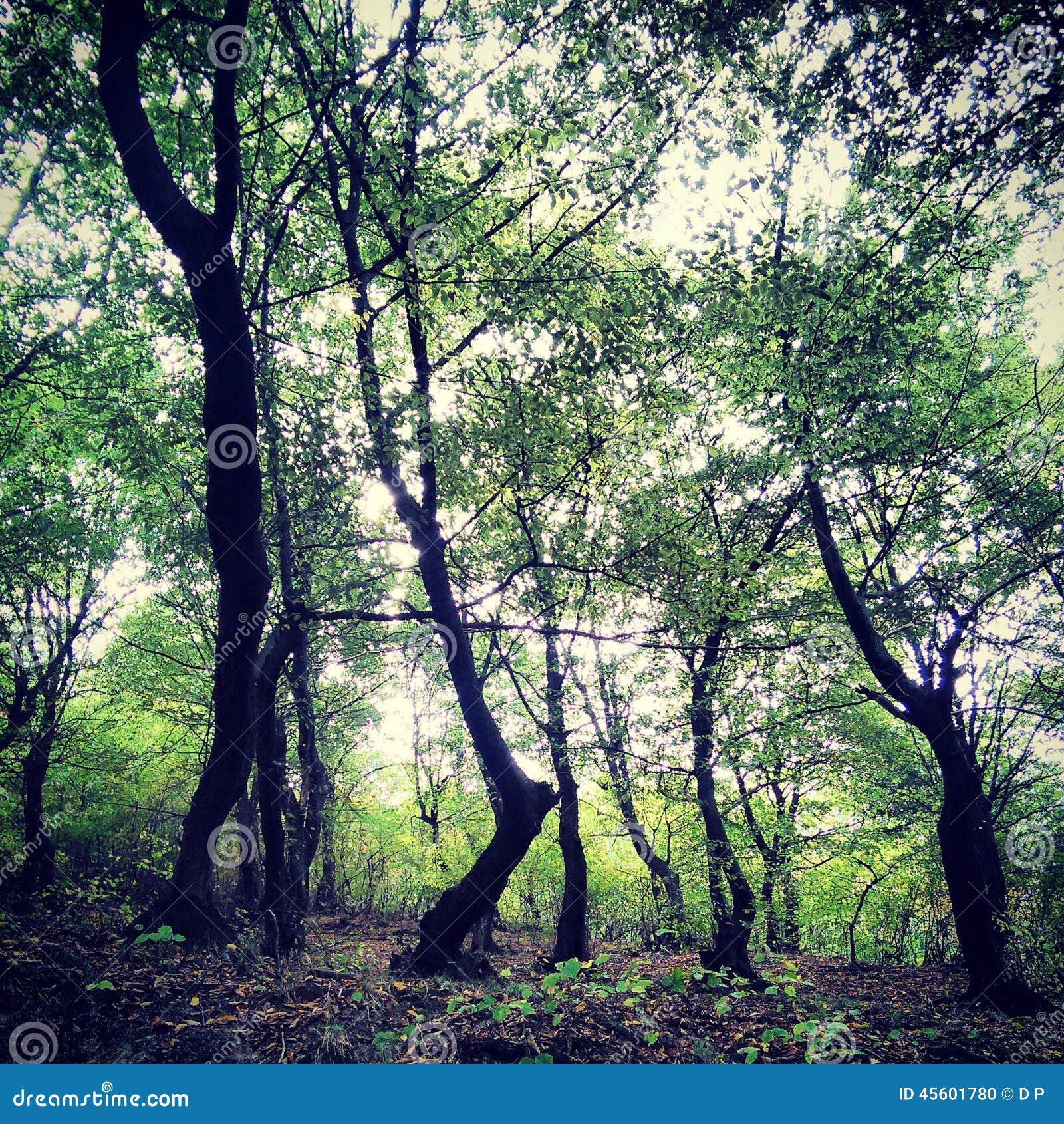 Oss forest stock photo. Image of square, forest, green - 45601780