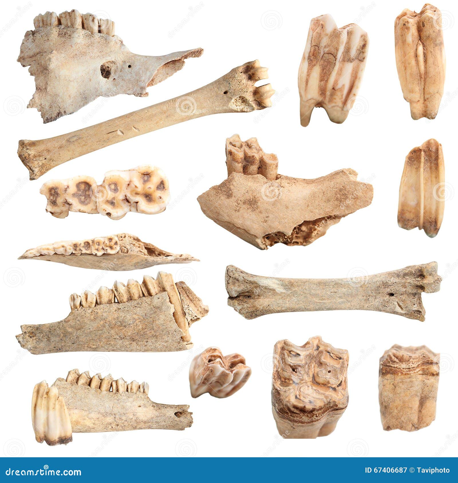 Ossa Animali Differenti Isolate Immagine Stock - Immagine di morte ...