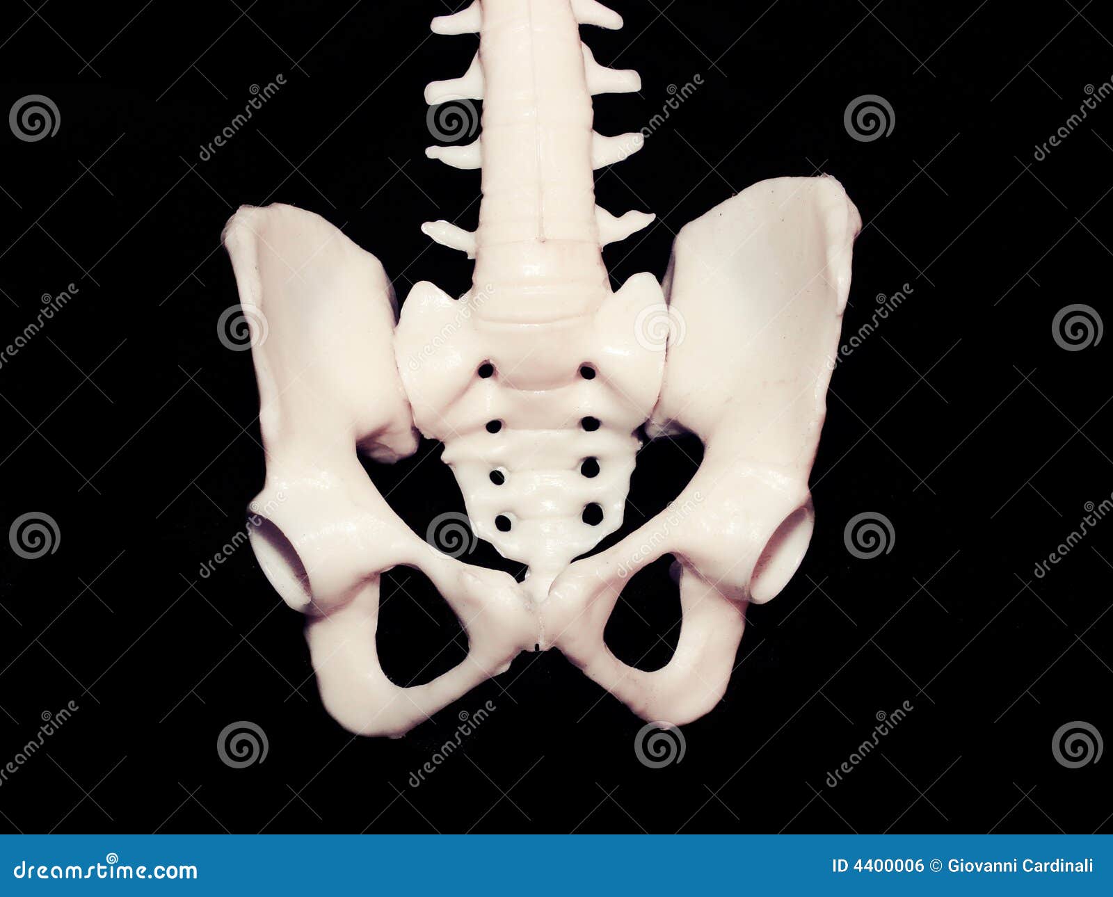 Ossa del bacino fotografia stock. Immagine di spina, medico - 4400006