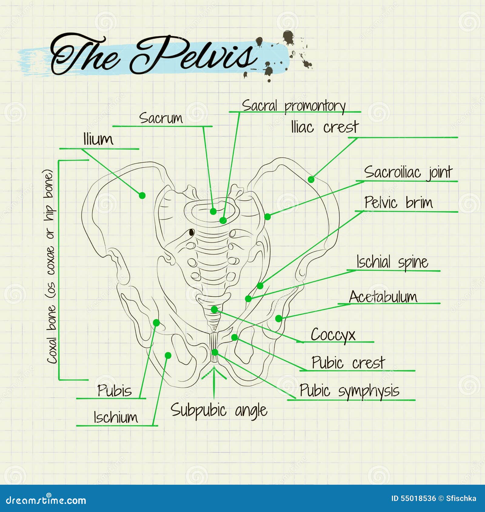 Ossa del bacino umano illustrazione vettoriale. Illustrazione di studio ...
