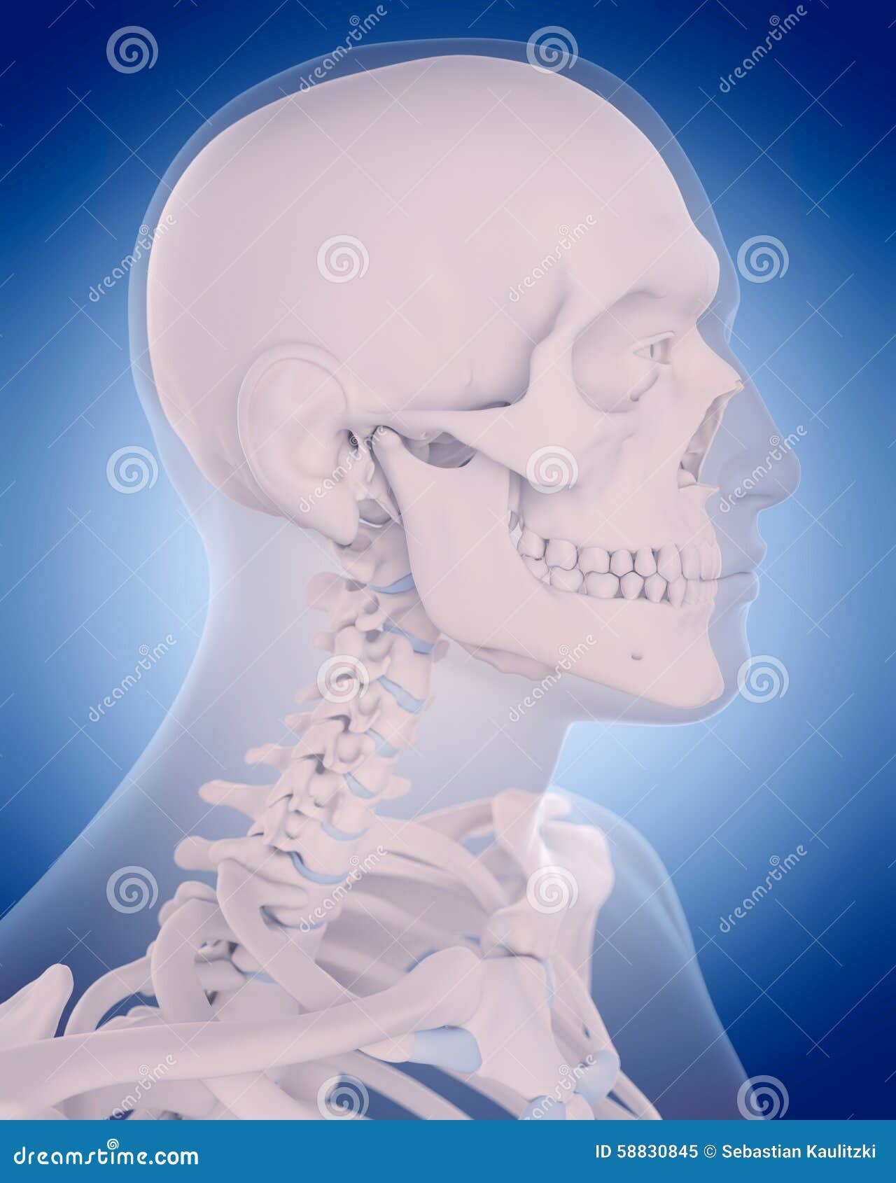 Ossa del collo illustrazione di stock. Illustrazione di salute - 58830845