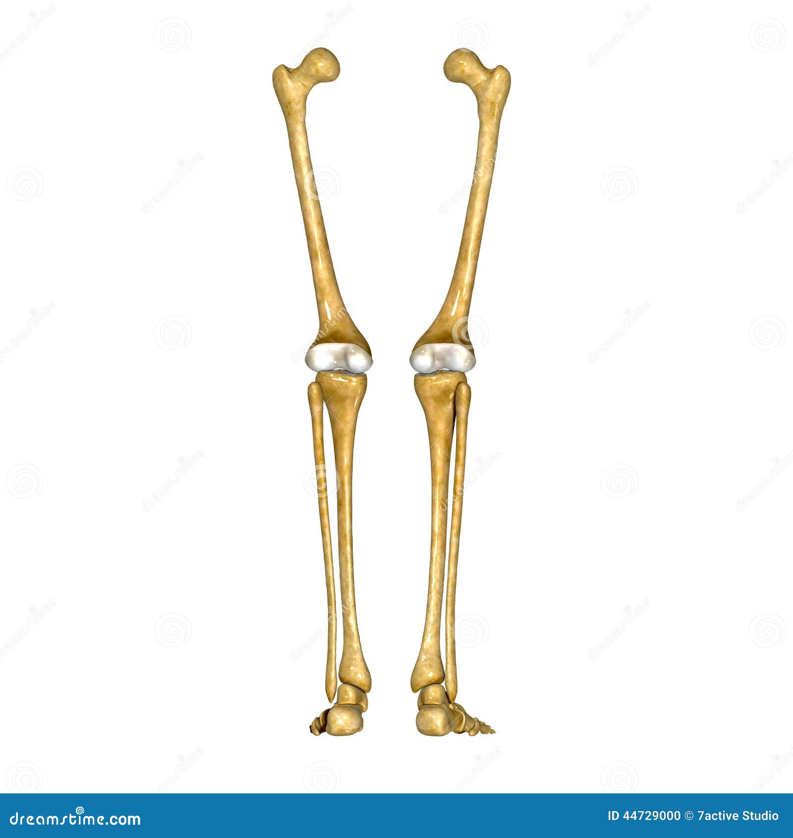 Ossa Della Gamba E Del Piede Fotografia Stock - Immagine di osso, tibia: 44729000