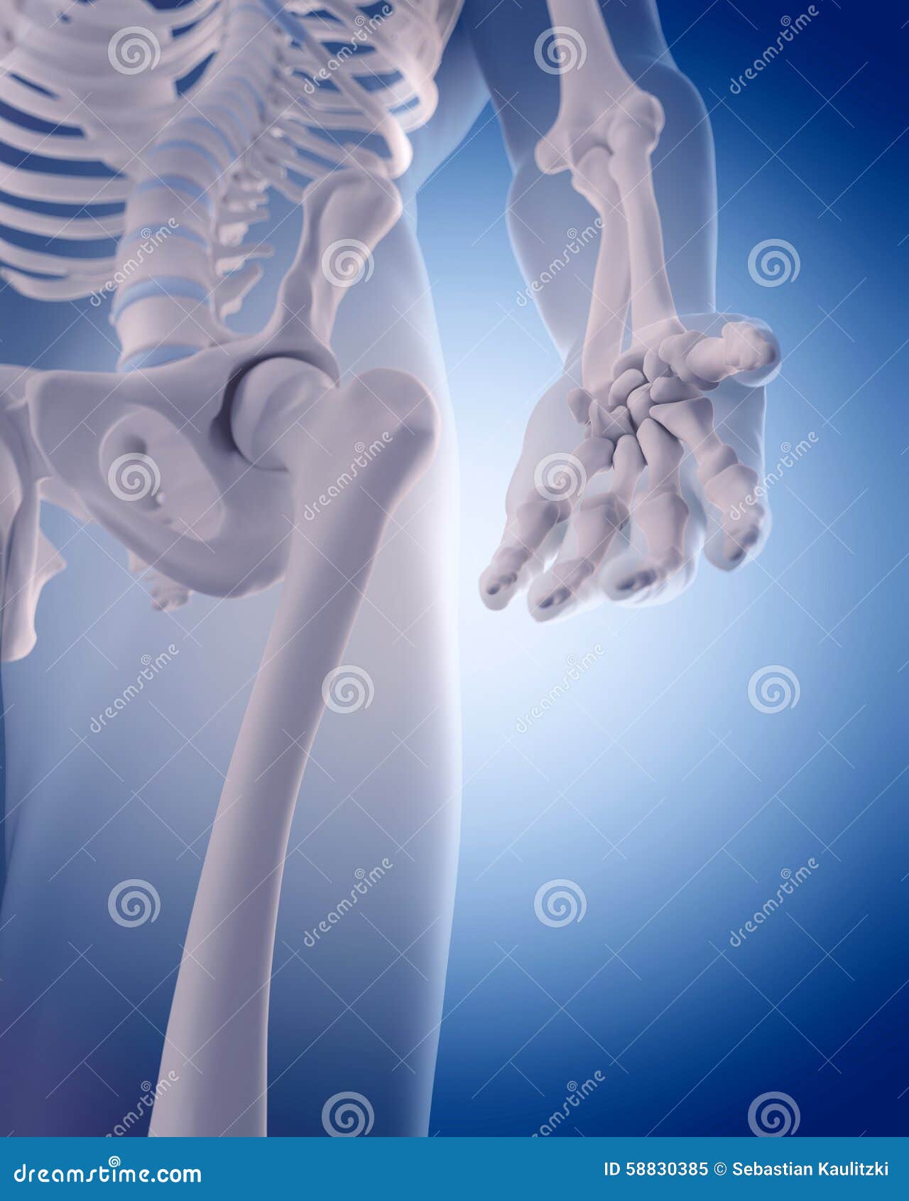 Ossa della mano illustrazione di stock. Illustrazione di biologia ...