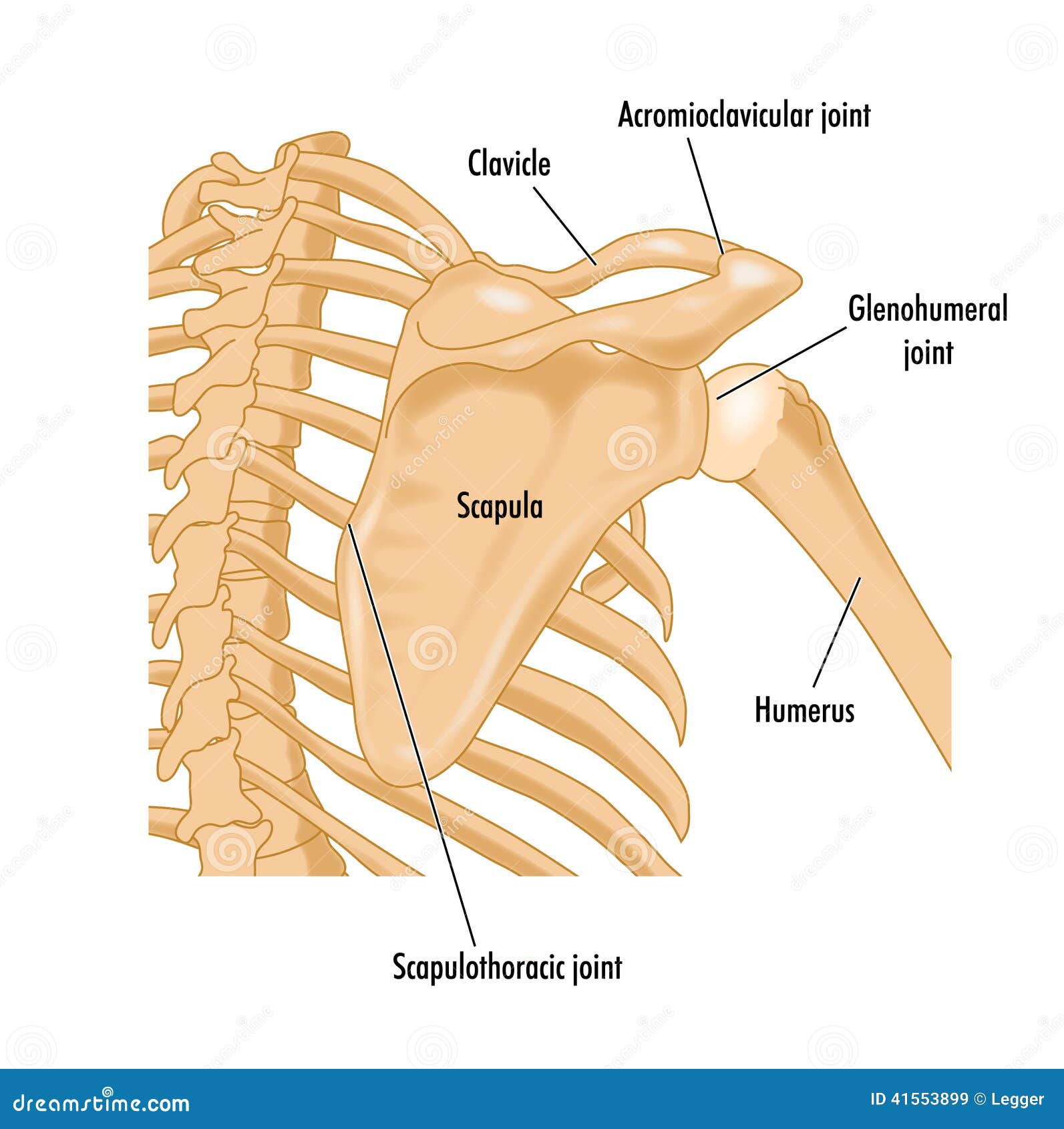 Ossa della spalla destra illustrazione vettoriale. Illustrazione di ...