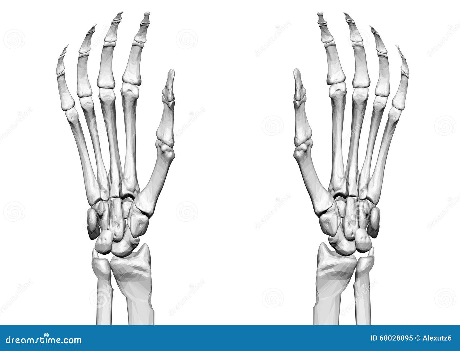 Ossa di mano isolate illustrazione di stock. Illustrazione di ...