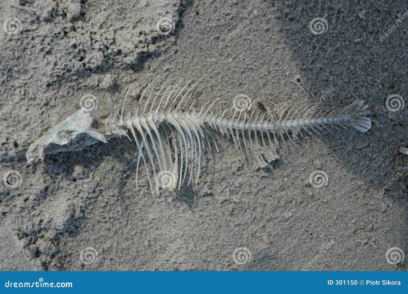 Ossa di pesci fotografia stock. Immagine di bianco, pesci - 301150