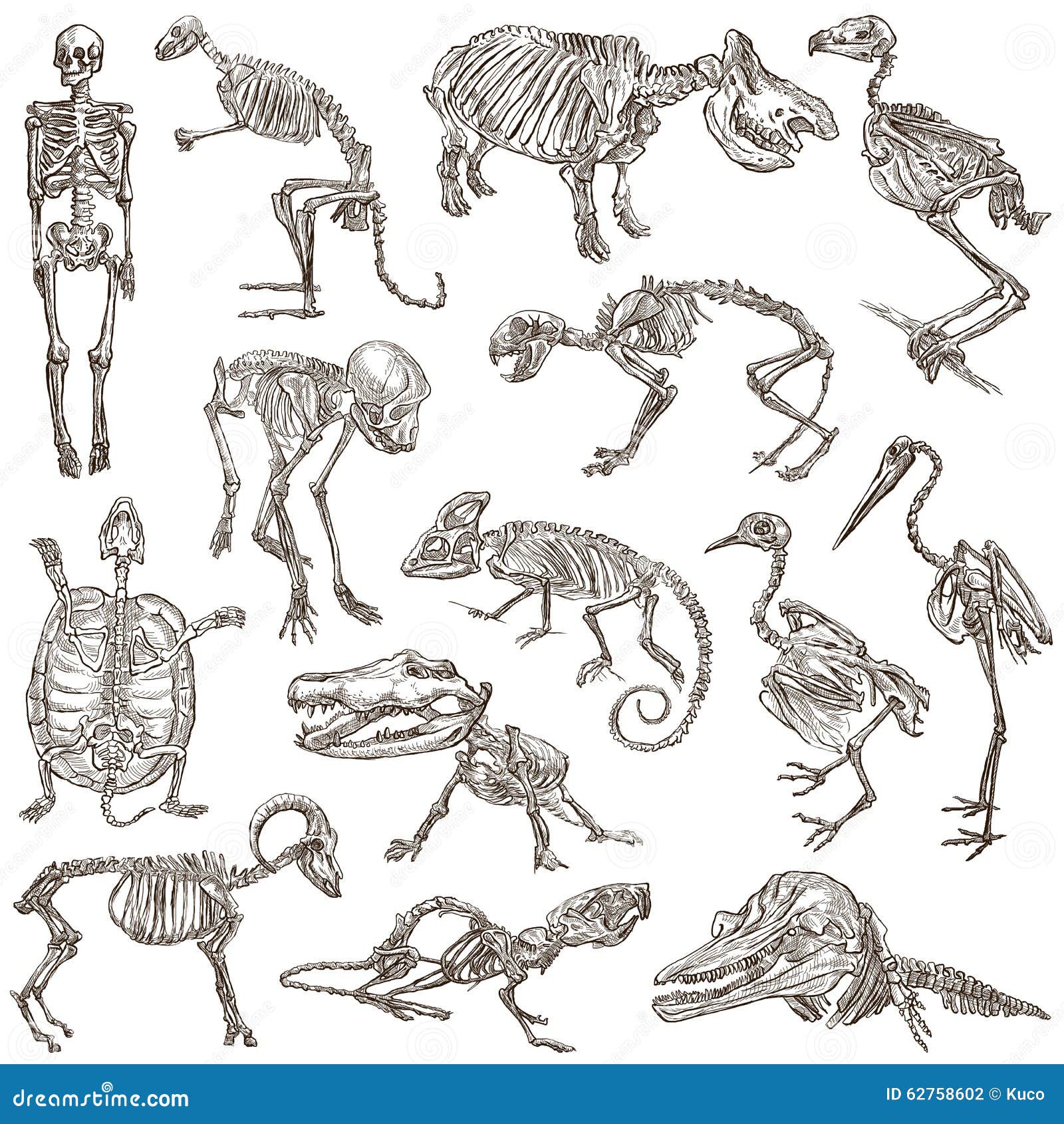 Ossa E Crani Degli Animali Differenti - Freehands Illustrazione di ...