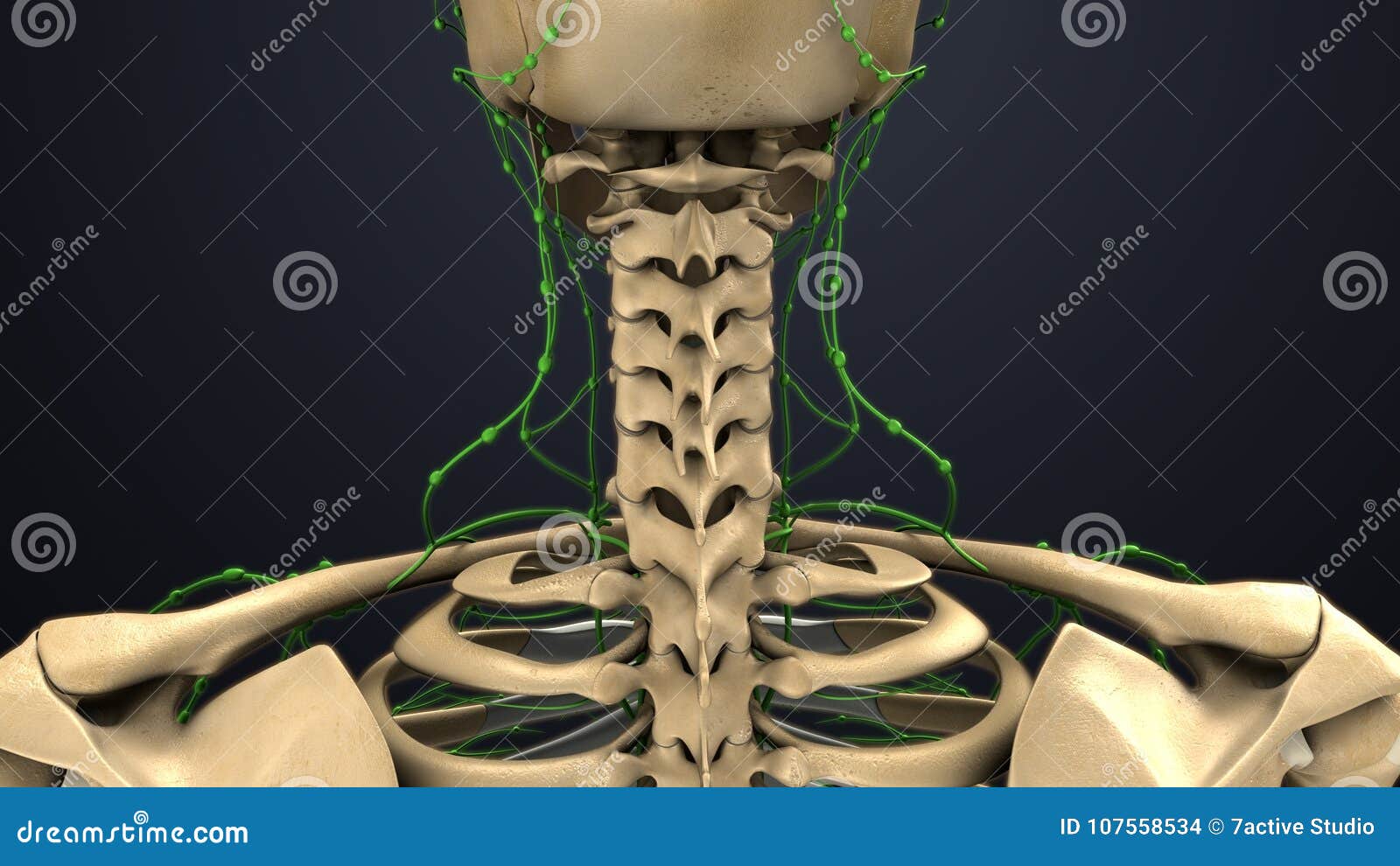 Ossa Scheletriche Al Collo Con I Linfonodi Illustrazione di Stock ...