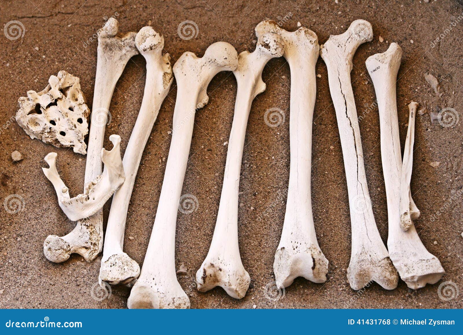 Ossa Umane Antiche - Femore E Mandibola Fotografia Stock - Immagine di ...