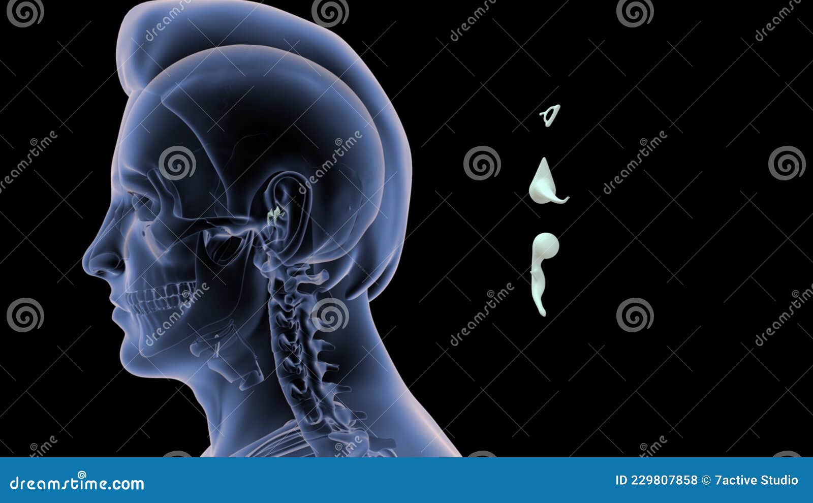 Location of Malleus, Incus Stapes in Human Stock Illustration ...