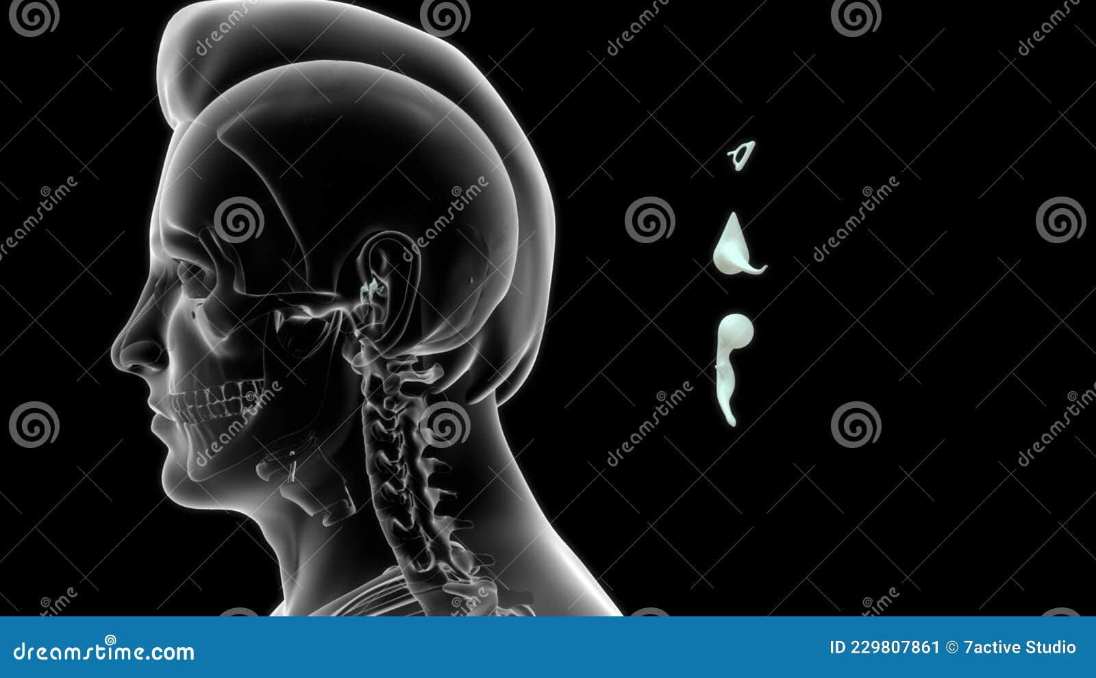 Location of Malleus, Incus Stapes in Human Stock Illustration ...
